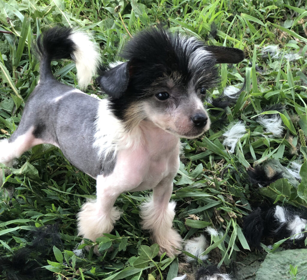 Tempered Shaw Chinese Crested Mini Pinchers Puppies for Sale