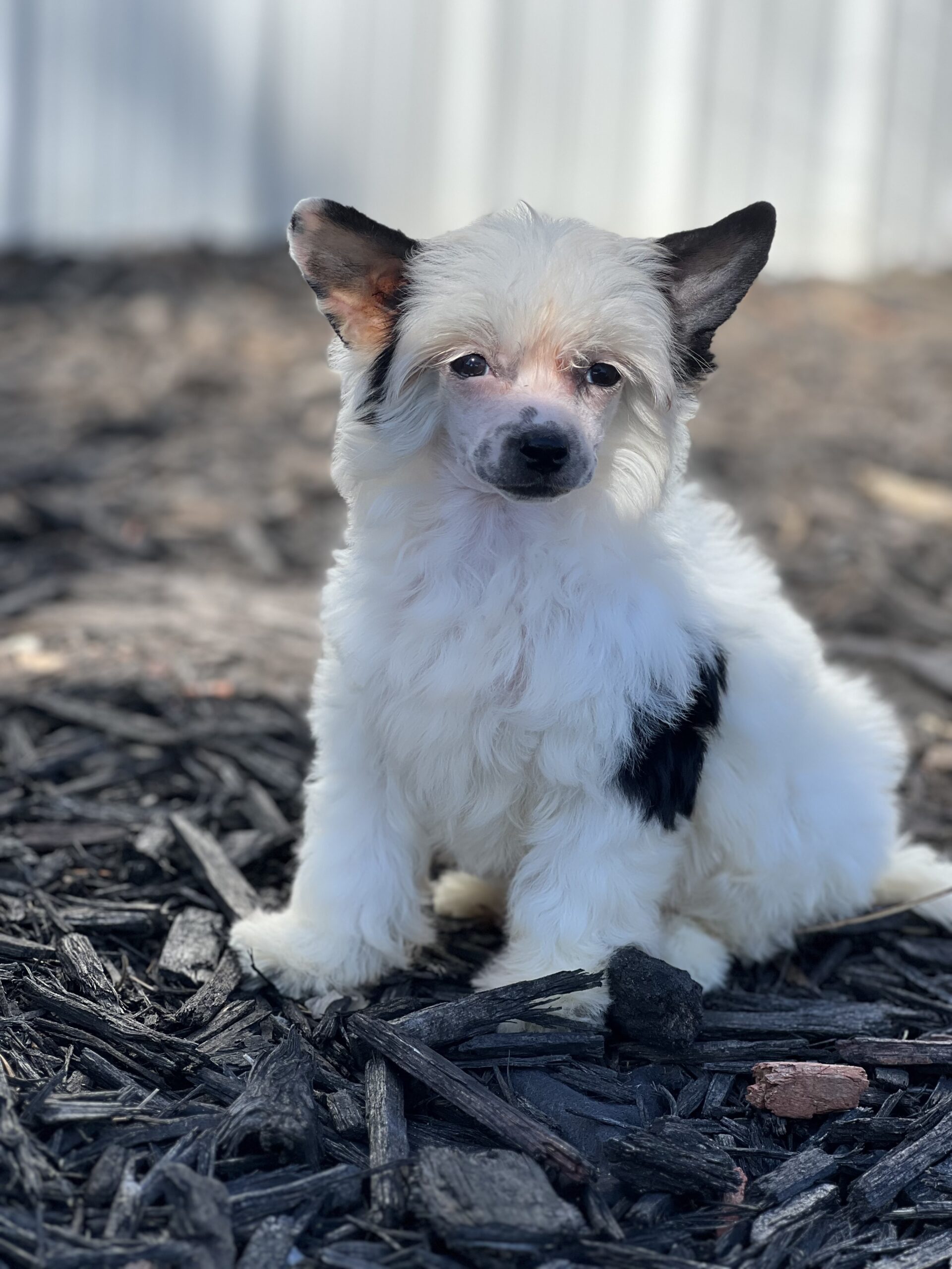 AKC Chinese Creste puff female from an outstanding CH pedigree.