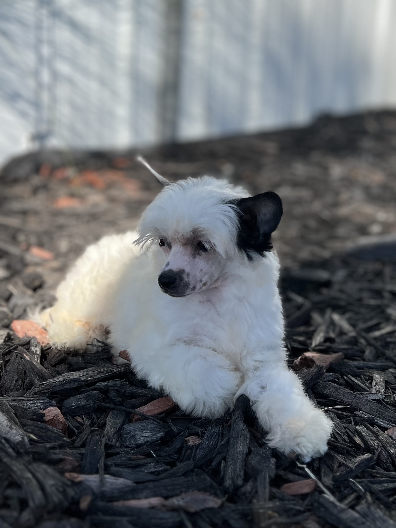 AKC Chinese Creste puff female from an outstanding CH pedigree.