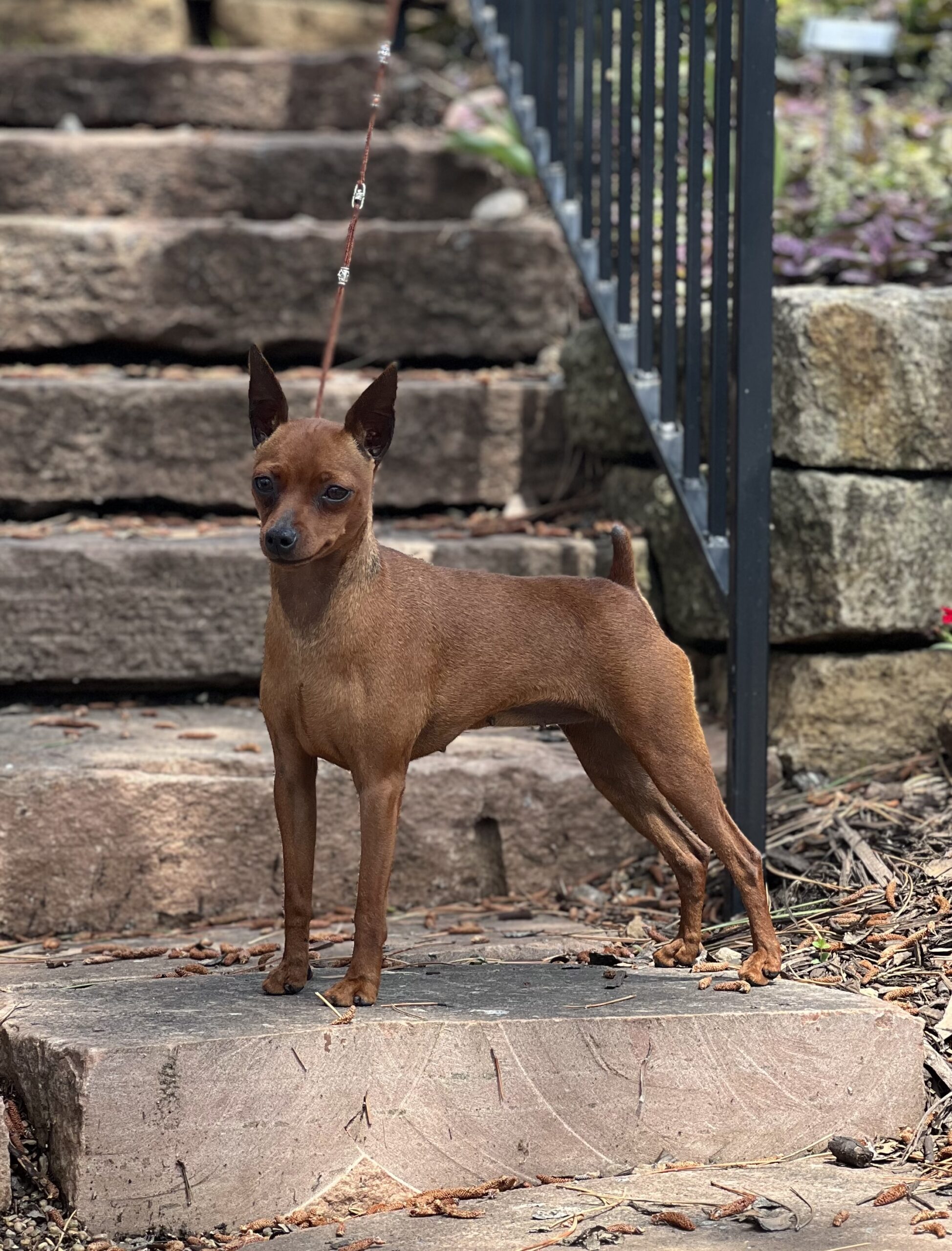 Miniature Pinscher puppies for sale – Shawmin Pins