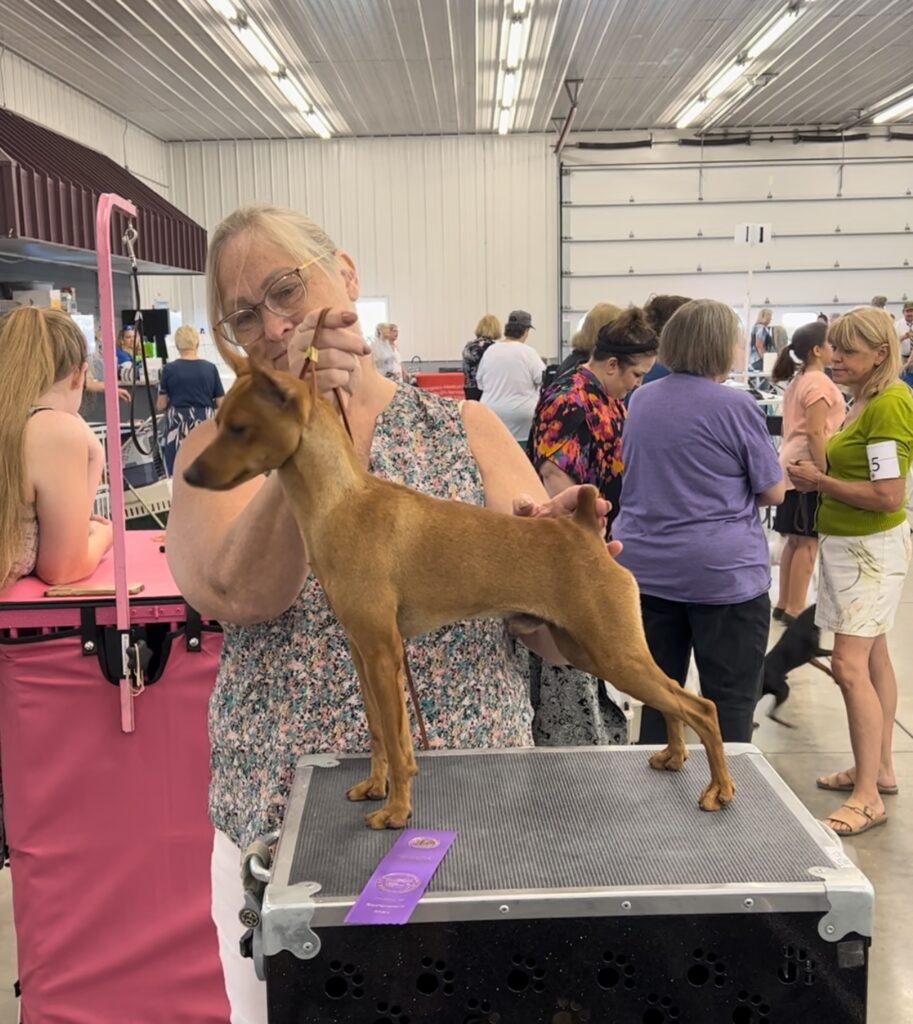 Miniature Pinscher puppies for sale – Shawmin Pins