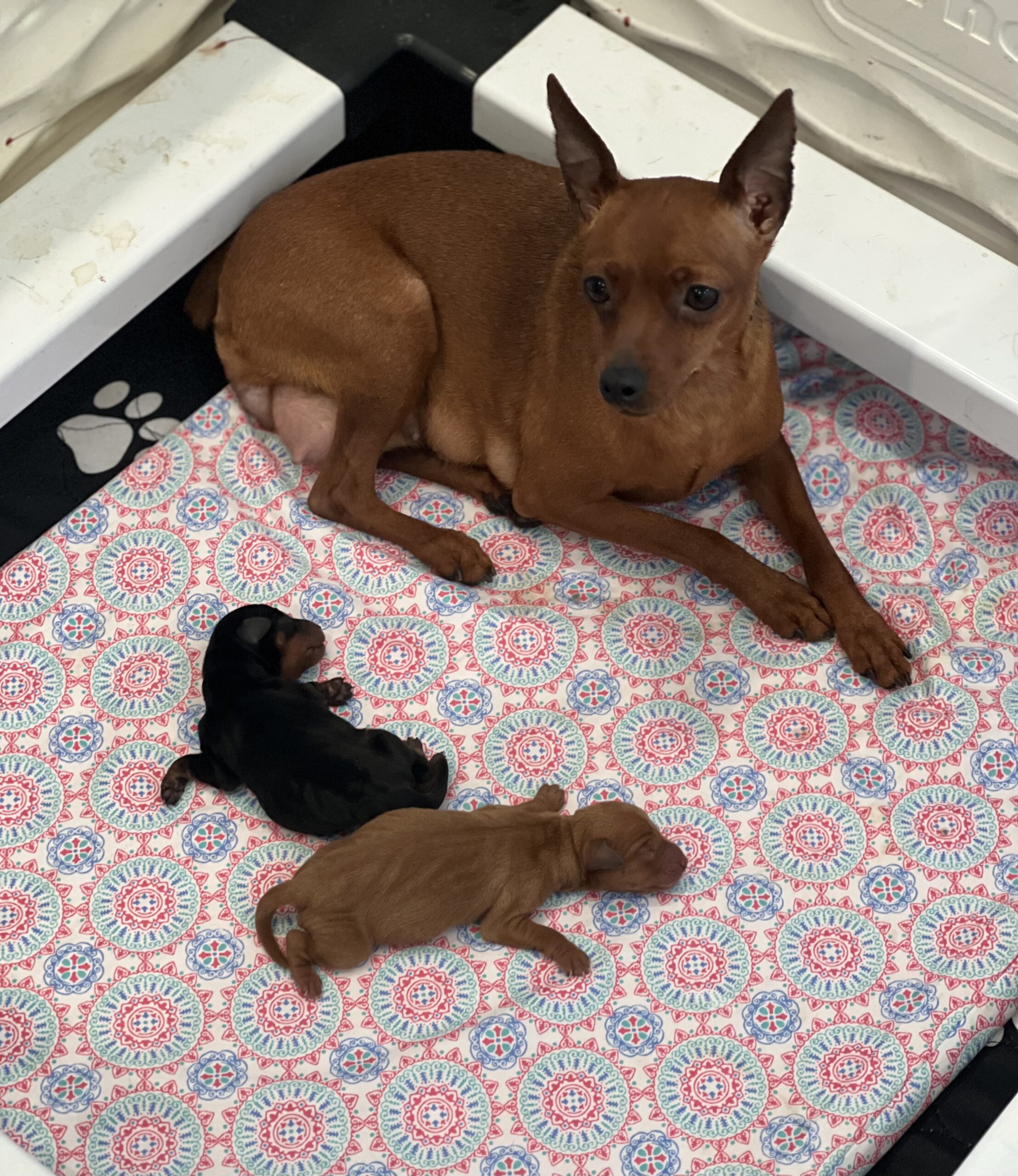 Miniature Pinscher puppies for sale – Shawmin Pins
