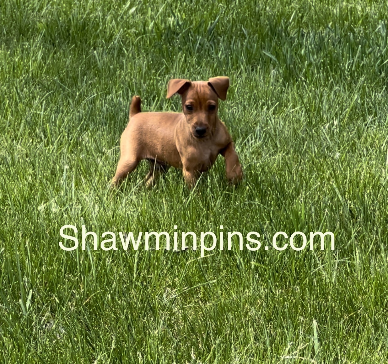 Miniature Pinscher puppies for sale – Shawmin Pins